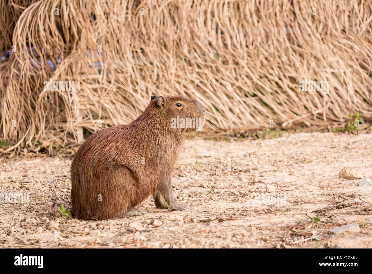 Pantanal Region, Mato Grosso, South America. Capybara sitting by a ...