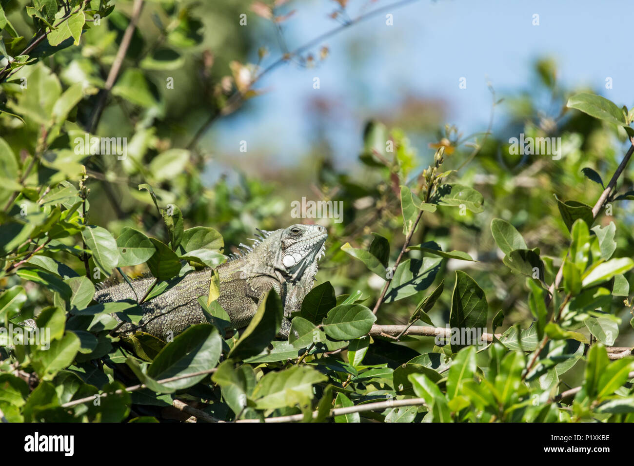 Brazil green iguana hi-res stock photography and images - Alamy