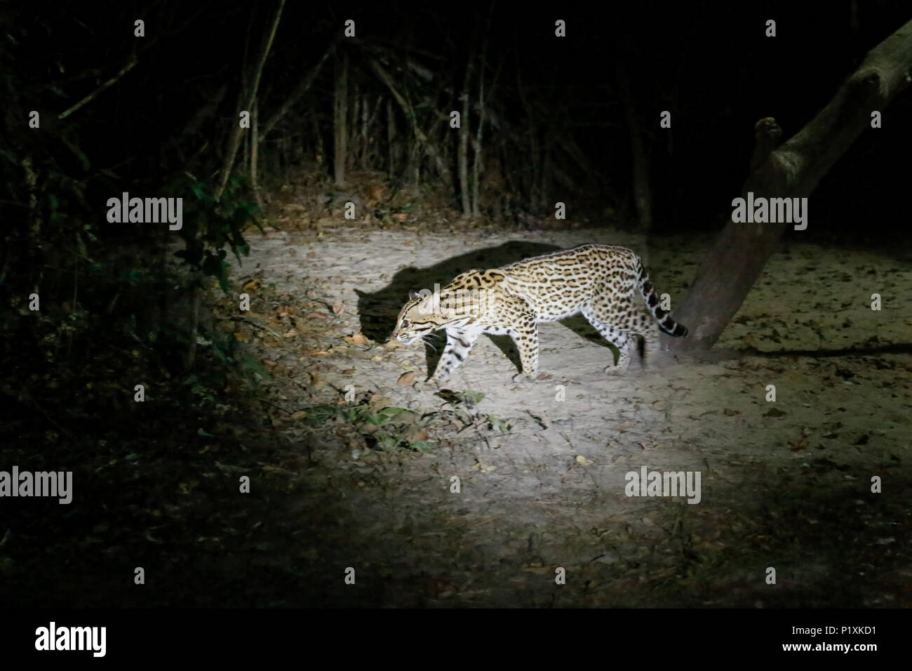 Tree ocelot hi-res stock photography and images - Alamy