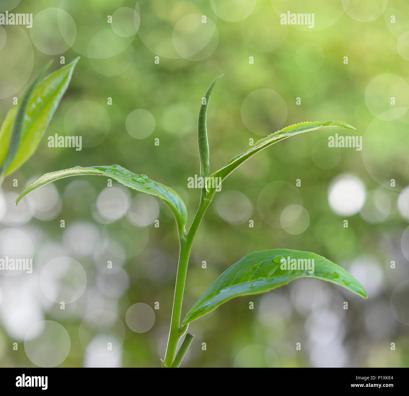 Green tea bud and leaves Stock Photo - Alamy