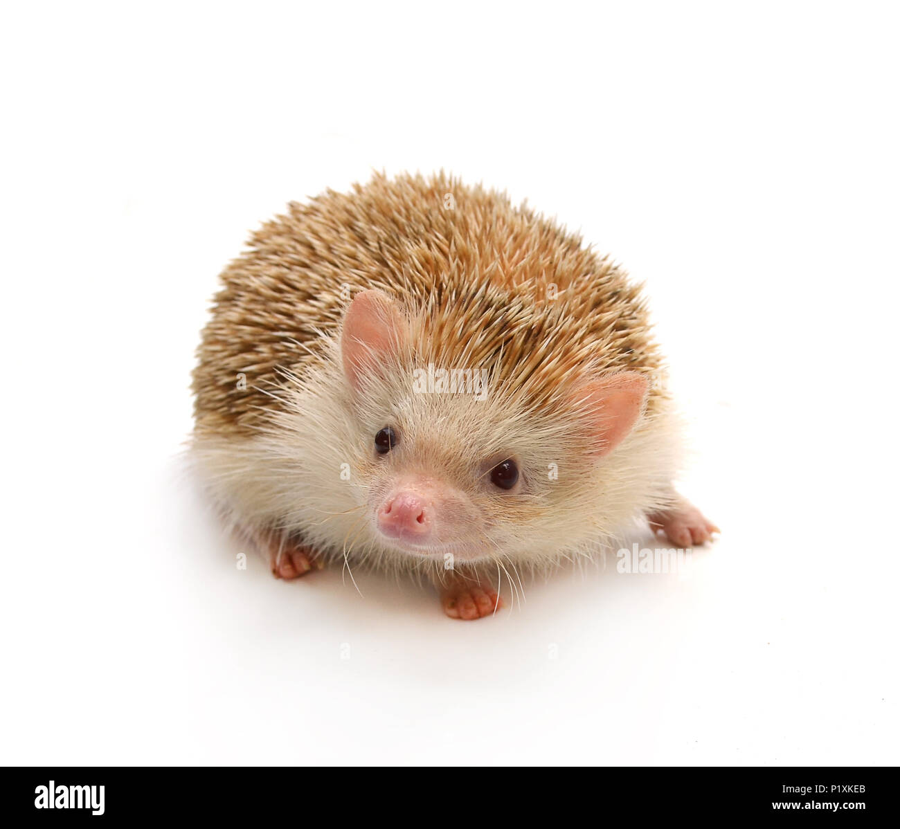 Pygmy hedgehog Cut Out Stock Images & Pictures - Alamy