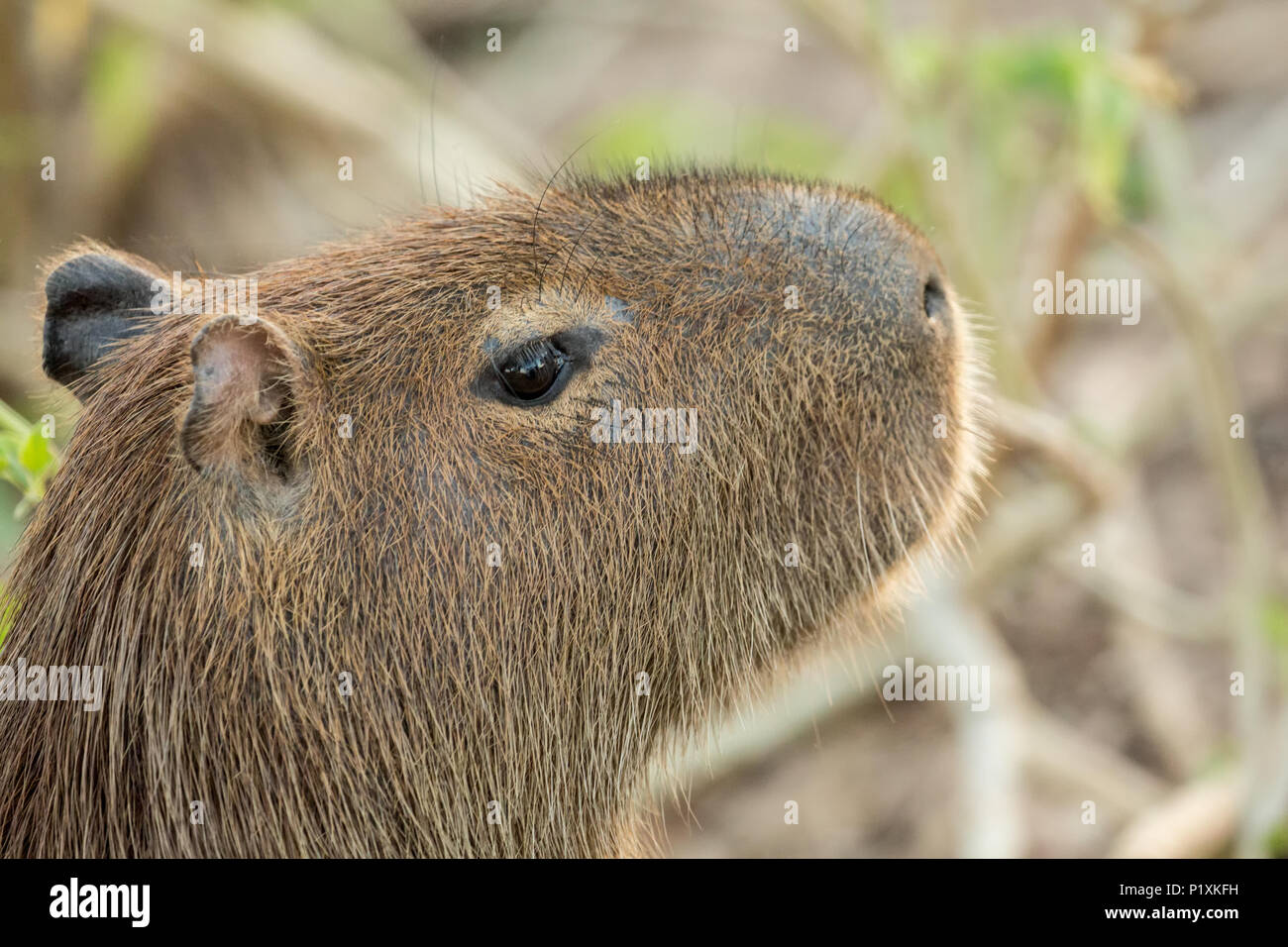 Capybara brazil hi-res stock photography and images - Alamy