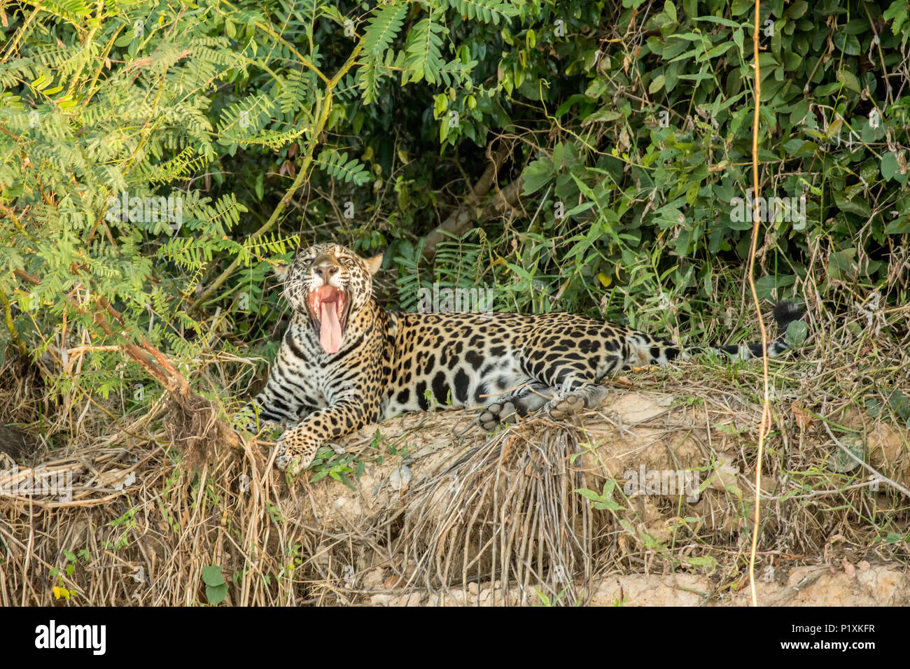 Jaguar panthera onca yawning hi-res stock photography and images - Alamy