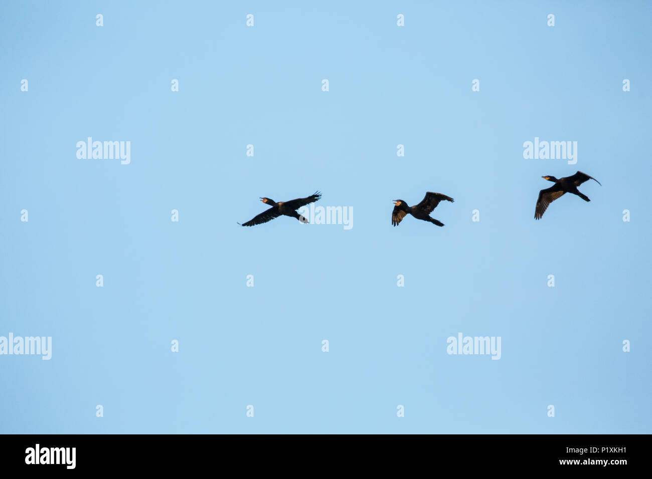 Flying soaring aloft hi-res stock photography and images - Alamy