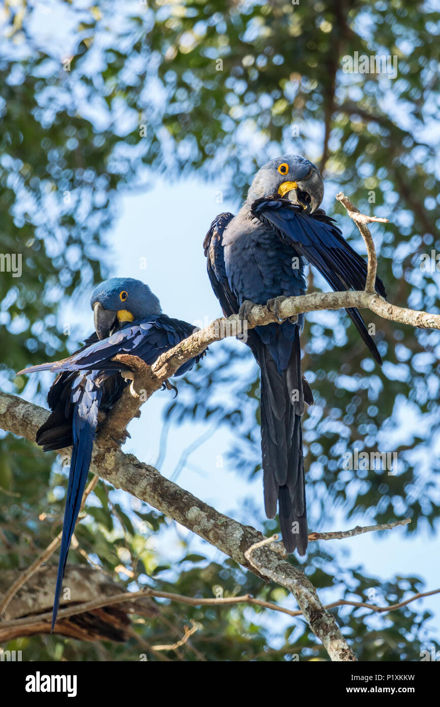 Male and female macaw hi-res stock photography and images - Alamy