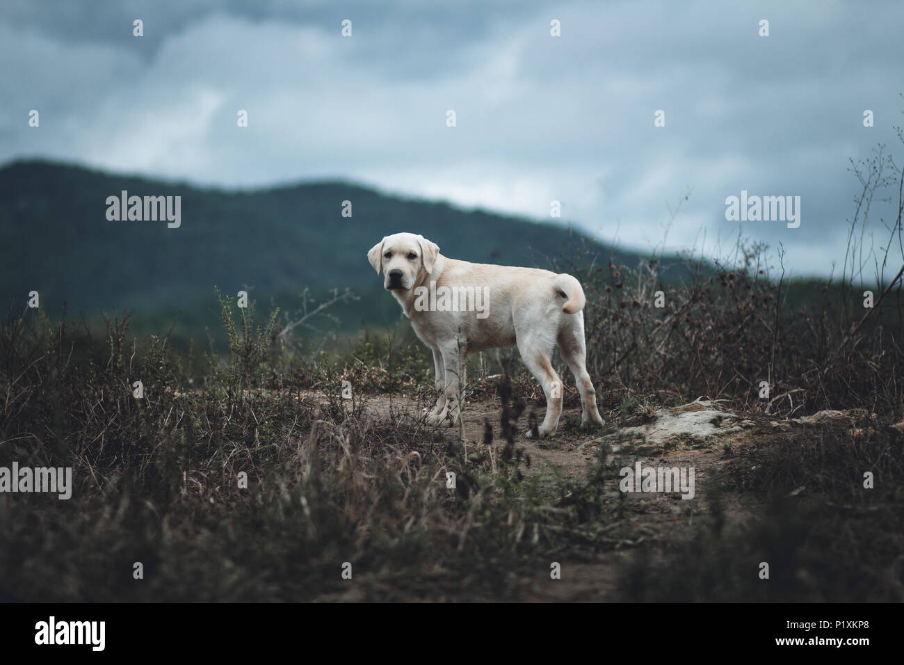 Three months Labrador dog Stock Photo - Alamy