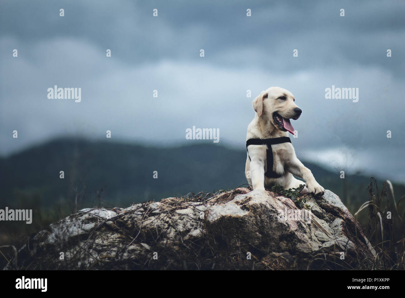 Three months Labrador dog Stock Photo - Alamy