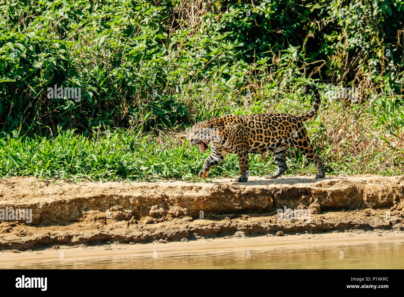 Jaguar and caiman hi-res stock photography and images - Alamy