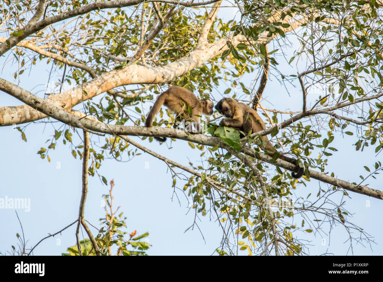 Pantanal region, Mato Grosso, Brazil, South America. Two Black-capped ...