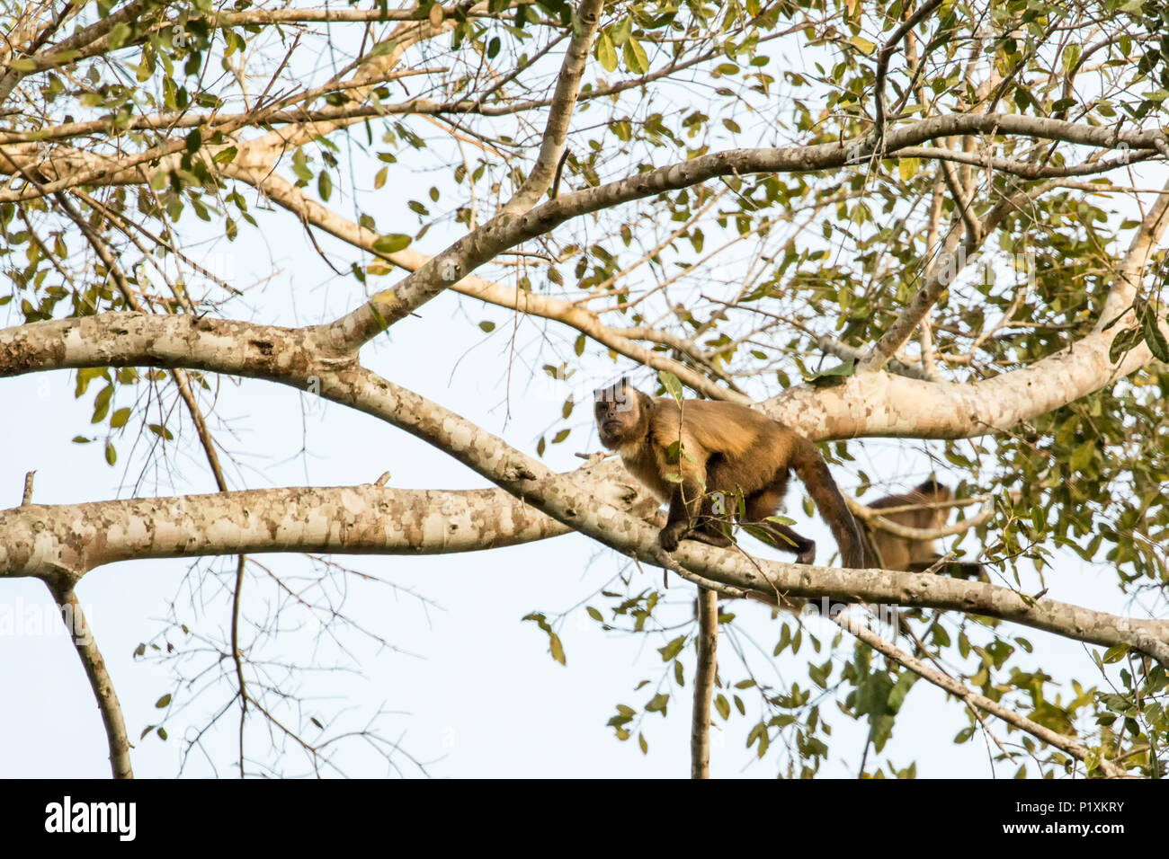 Brown capuchin monkeys hi-res stock photography and images - Alamy
