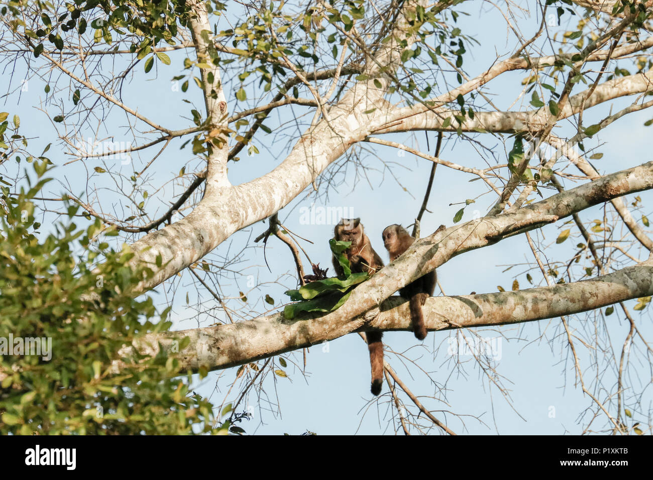 Capuchin monkeys south america hi-res stock photography and images - Alamy