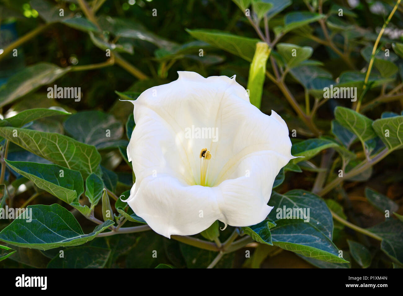 Datura inoxia flower Stock Photo - Alamy