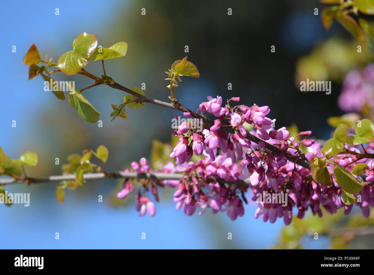Cercis siliquastrum blooming tree Stock Photo - Alamy