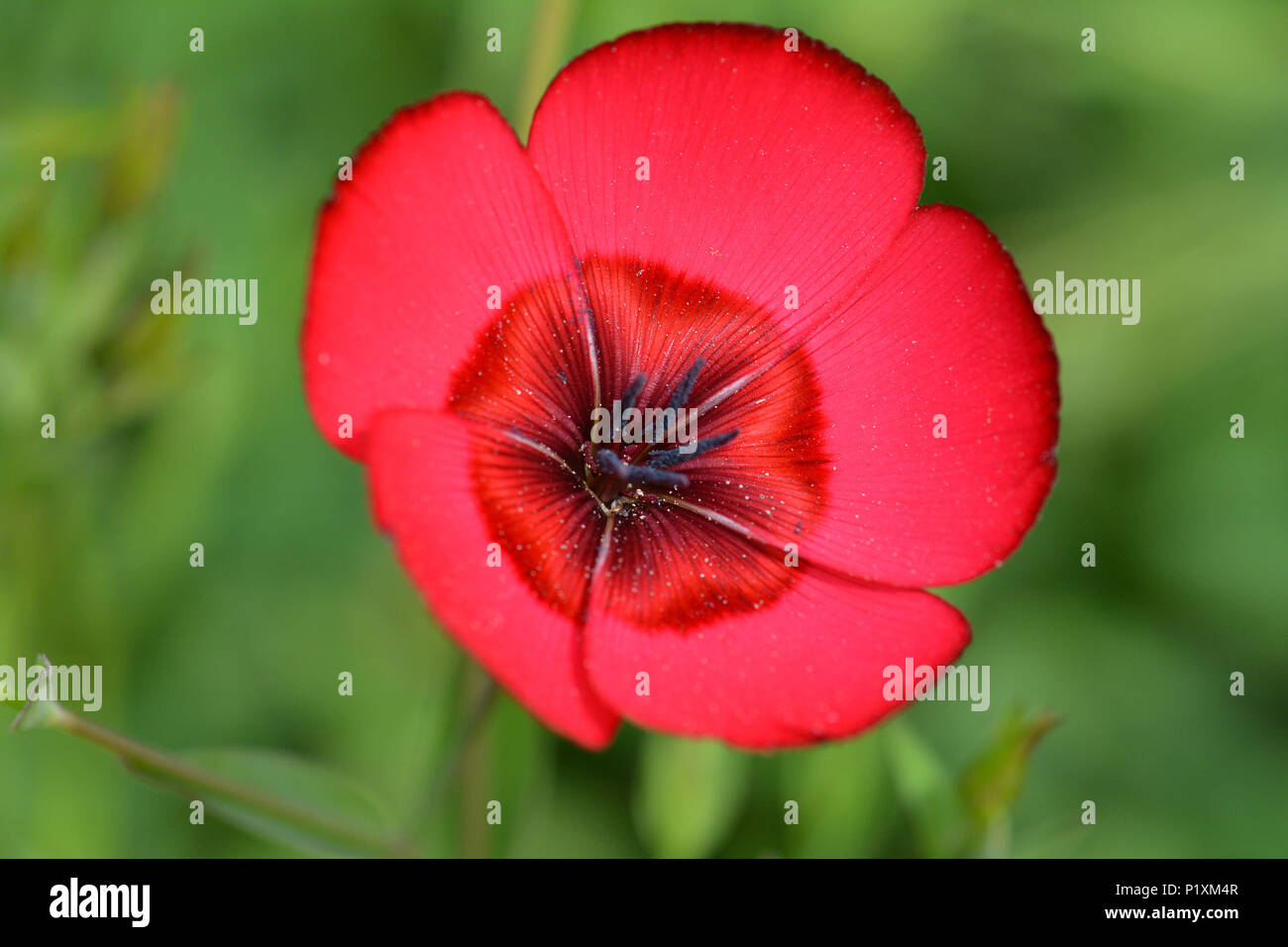 Red poppy flower Stock Photo - Alamy