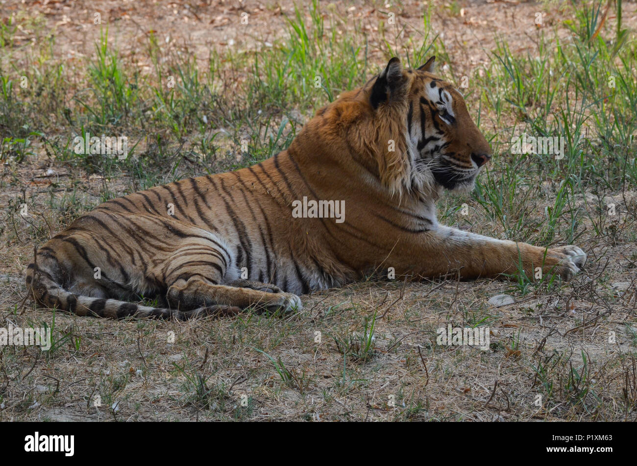 Royal Bengal Tiger, New Delhi, India- April 2, 2018: A Royal Bengal ...