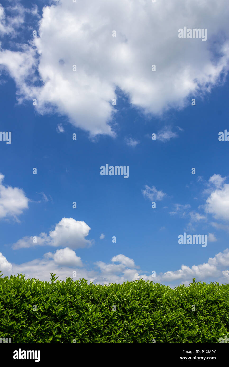 Green hedge in a garden, with blue sky and white clouds as background ...