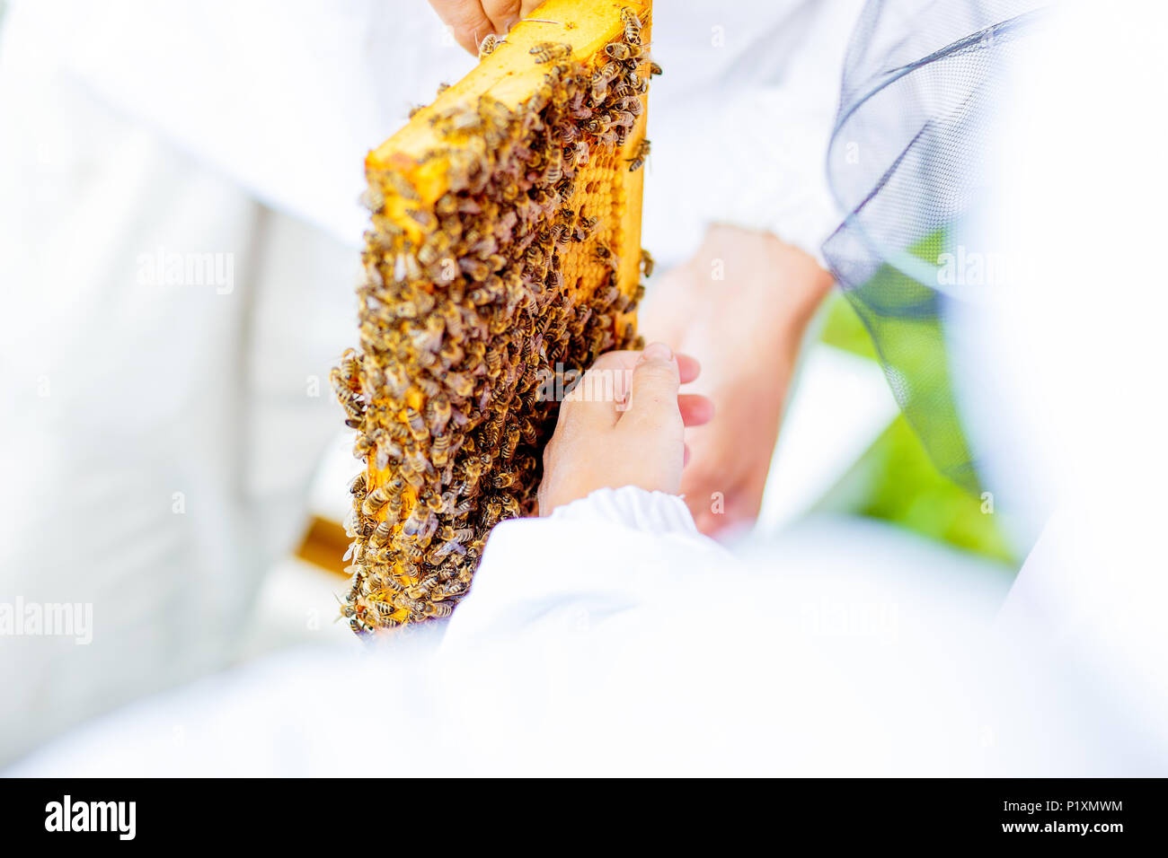 Observation hive hi-res stock photography and images - Alamy