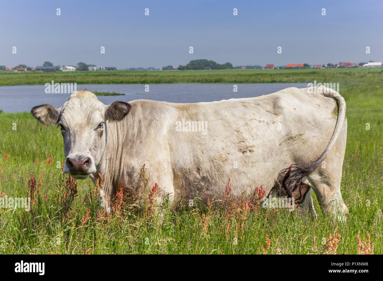Piemontese cow in a colorful meadow on Texel island in The Netherlands ...