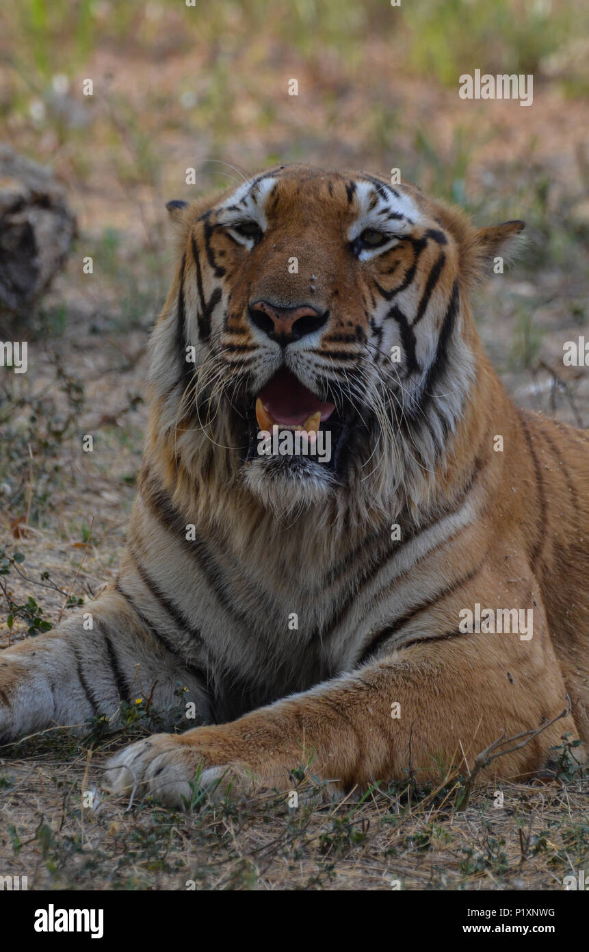 Royal Bengal Tiger, New Delhi, India- April 2, 2018: Portrait of A ...