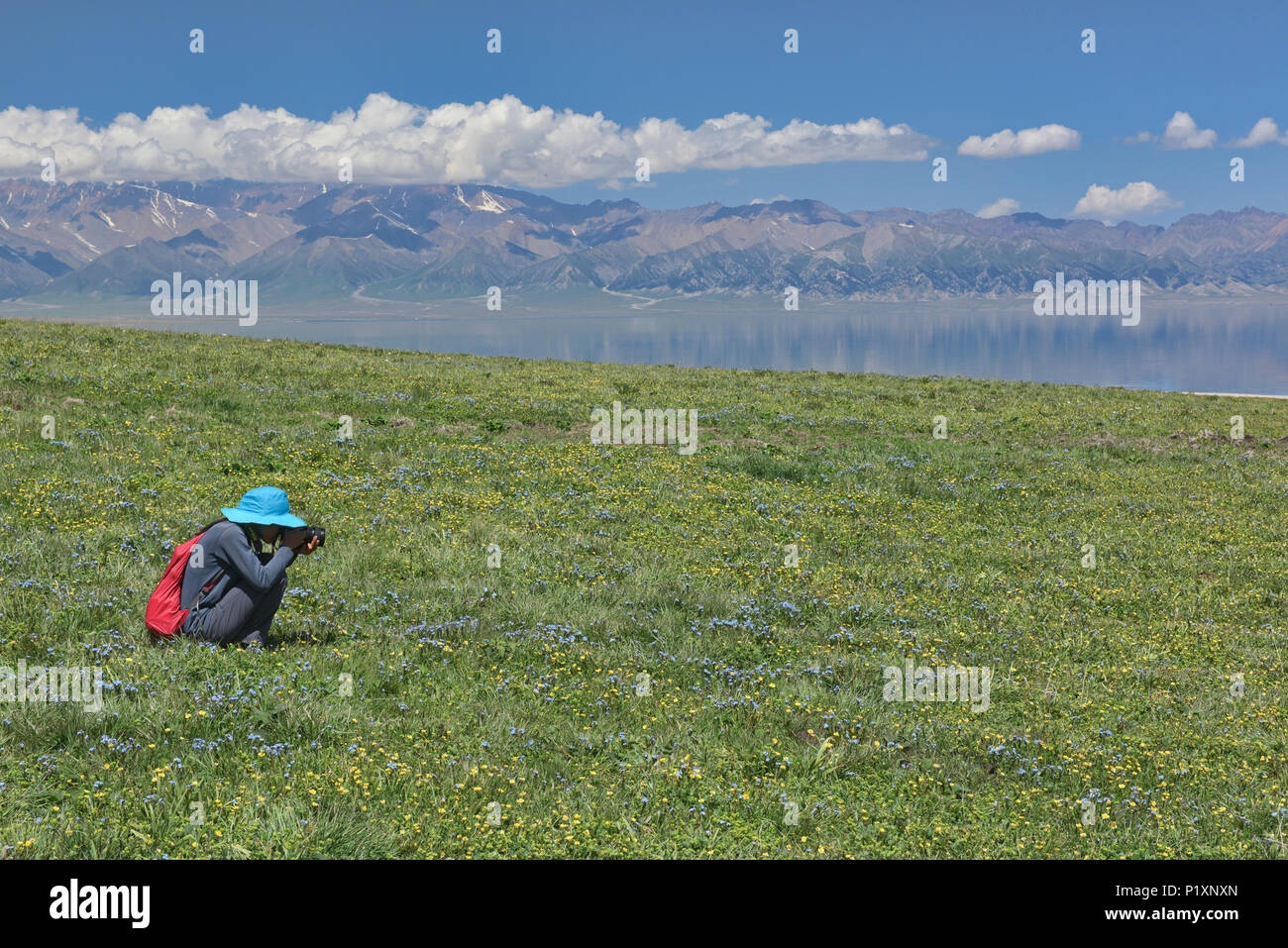 Early summer wildflowers at Sayram Lake, Xinjiang, China Stock Photo ...