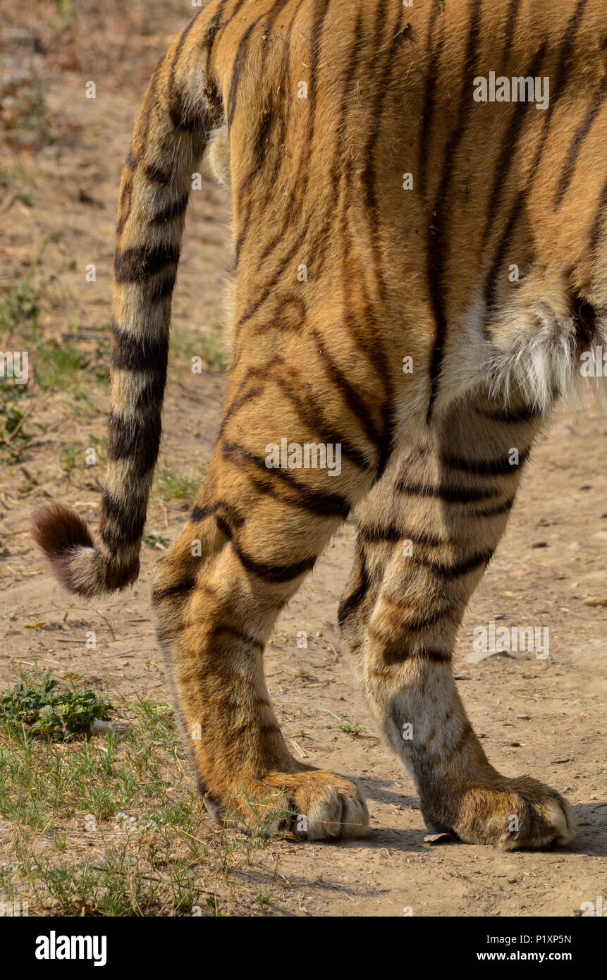 Royal Bengal Tiger, New Delhi, India- April 2, 2018: Tail and hide limb ...