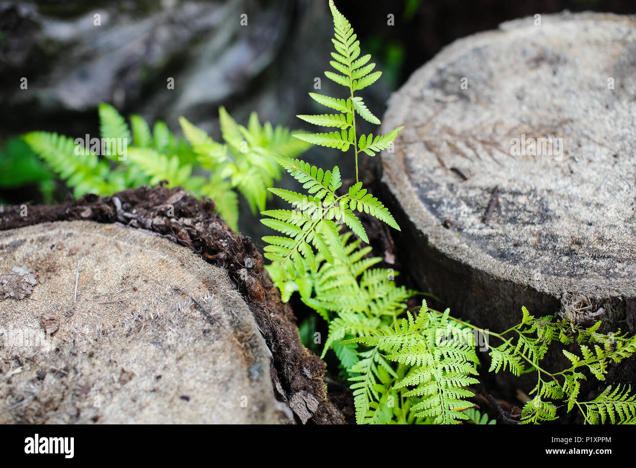 Dead Tree Fern Trunk High Resolution Stock Photography and Images - Alamy