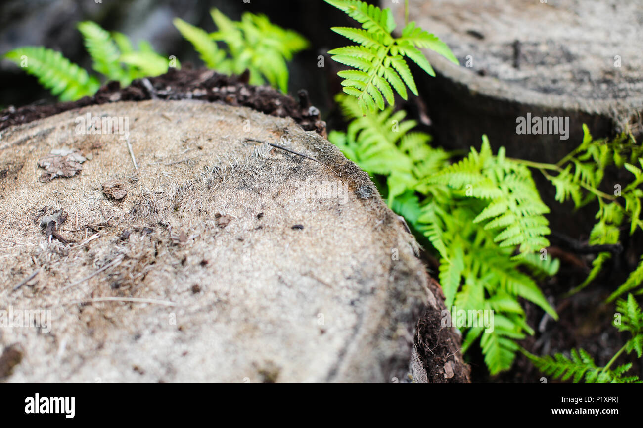 Dead Tree Fern Trunk High Resolution Stock Photography and Images - Alamy