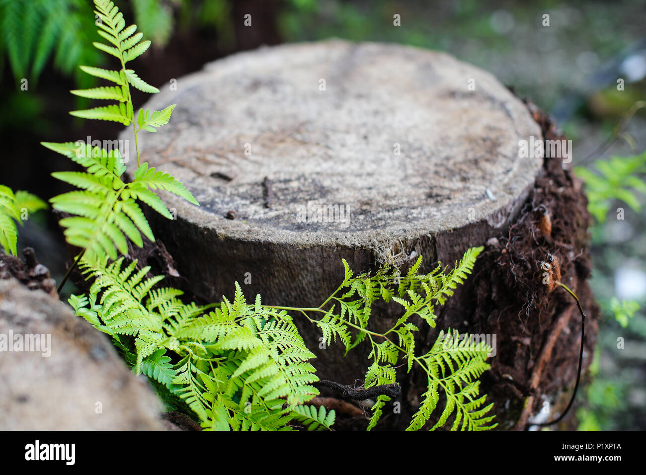 Nature Wood Trunk with Green Fern Stock Photo - Alamy