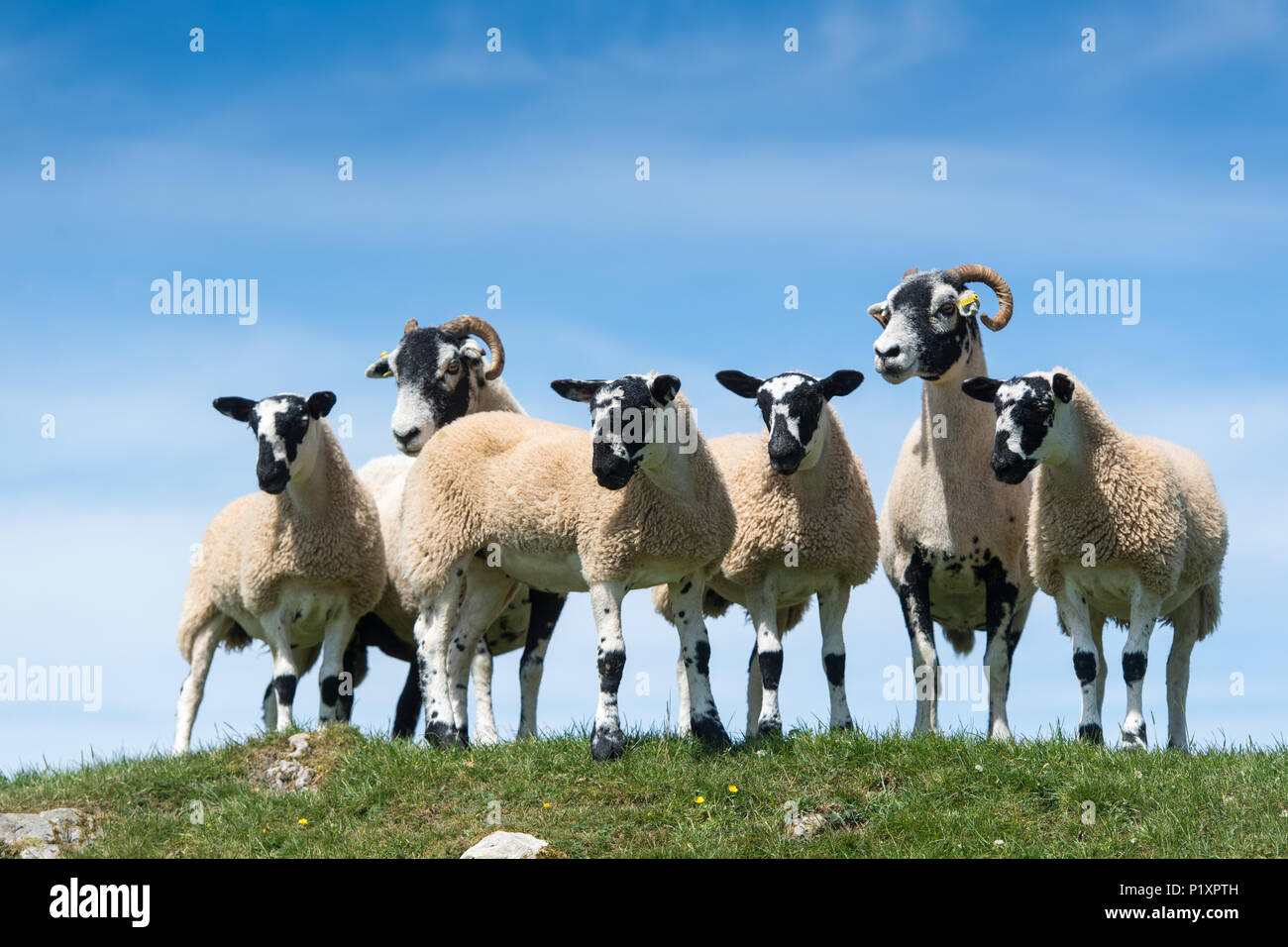 Mule cross sheep with lambs hi-res stock photography and images - Alamy