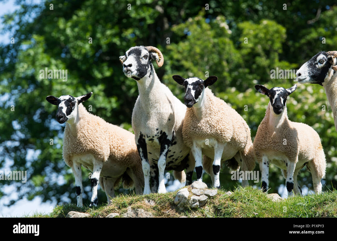 Swaledale ewe with mule lambs, a cross between swaledale ewe and blue ...