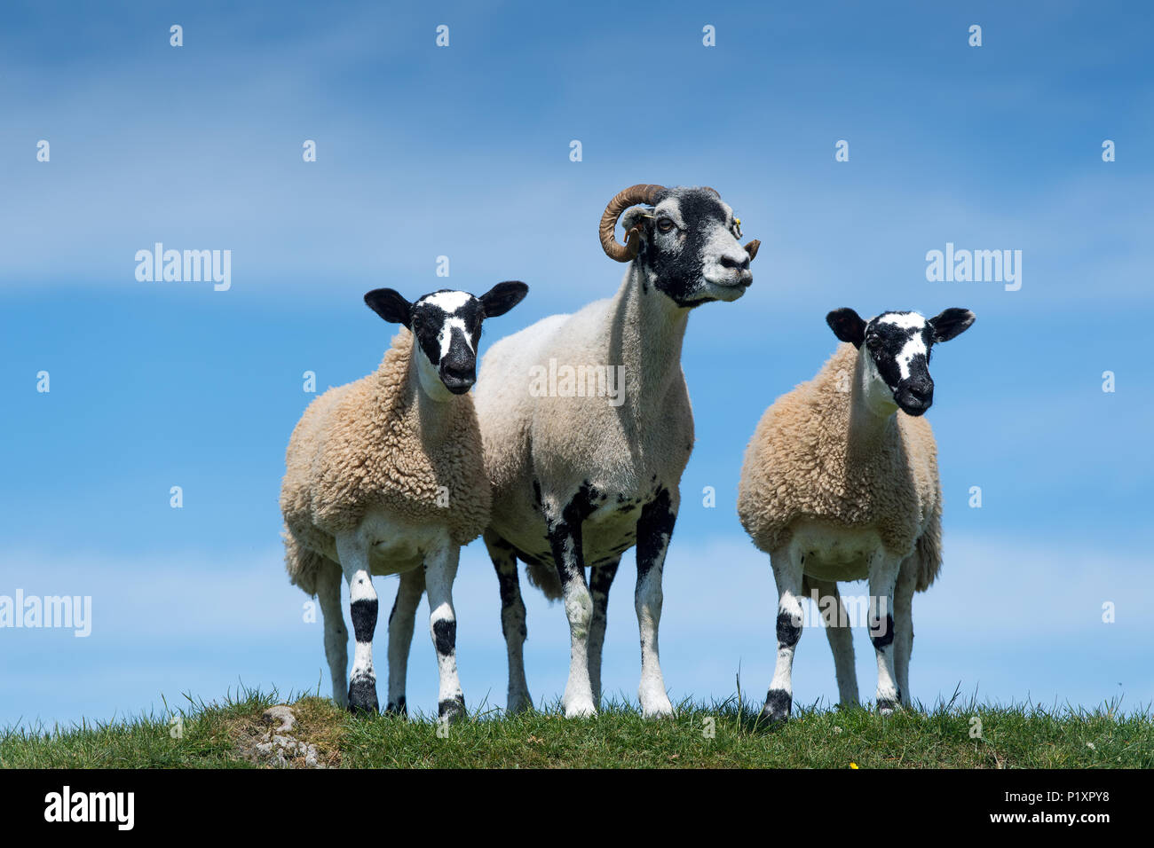 Blue faced leicester ram lamb hi-res stock photography and images - Alamy