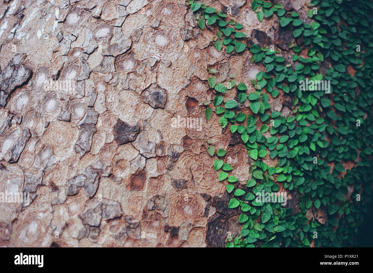 Creeper on old tree trunk Stock Photo - Alamy