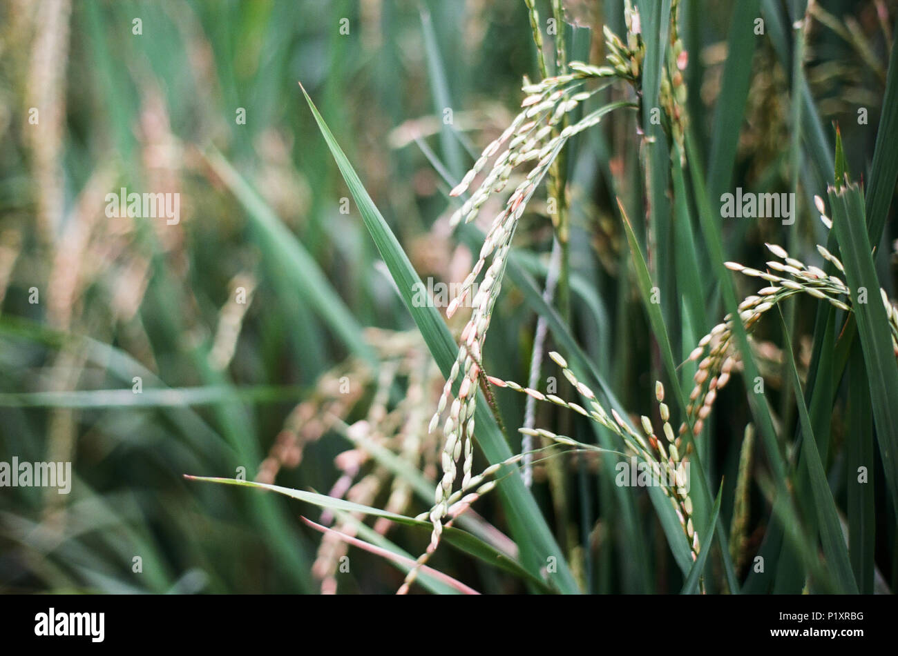 Film pattern hi-res stock photography and images - Alamy