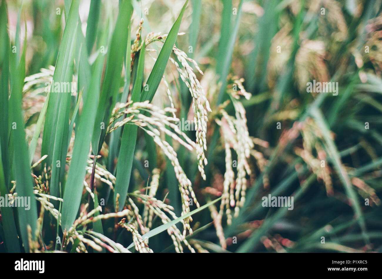 Green film background hi-res stock photography and images - Alamy