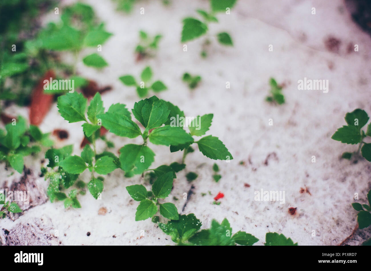 Green wild tree on sand Stock Photo - Alamy