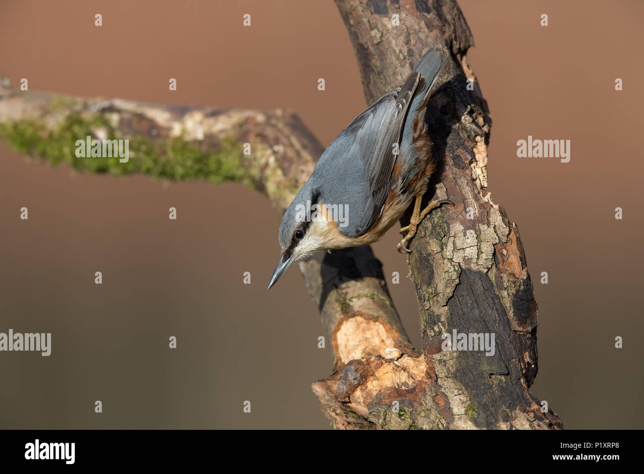 British woodland birds hi-res stock photography and images - Alamy