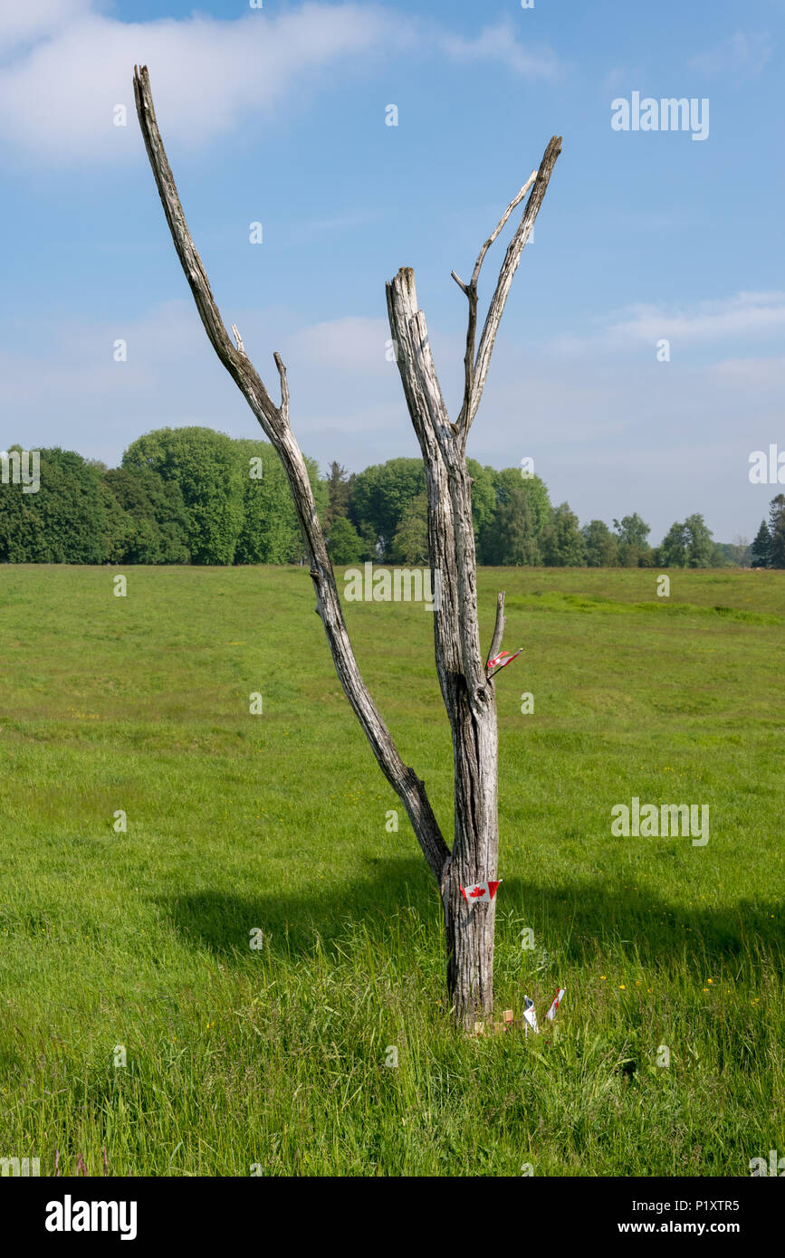 Danger Tree in from of the German trenches in Newfound Memorial Park ...