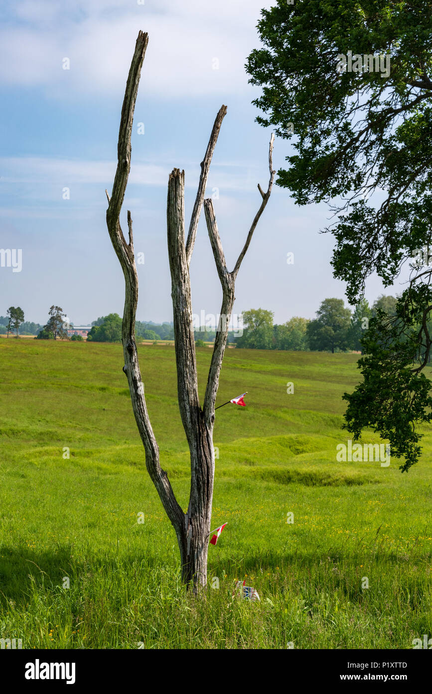 Danger Tree in from of the German trenches in Newfound Memorial Park ...