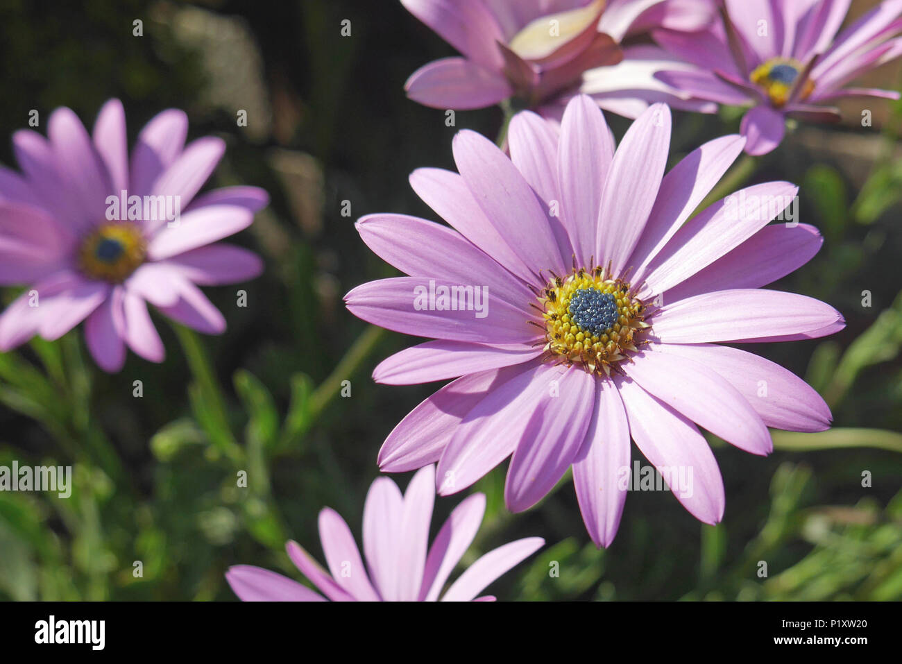 South african daisy hi-res stock photography and images - Alamy