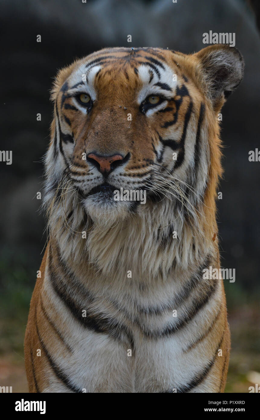 Royal Bengal Tiger, New Delhi, India- April 5, 2018: Portrait of A ...