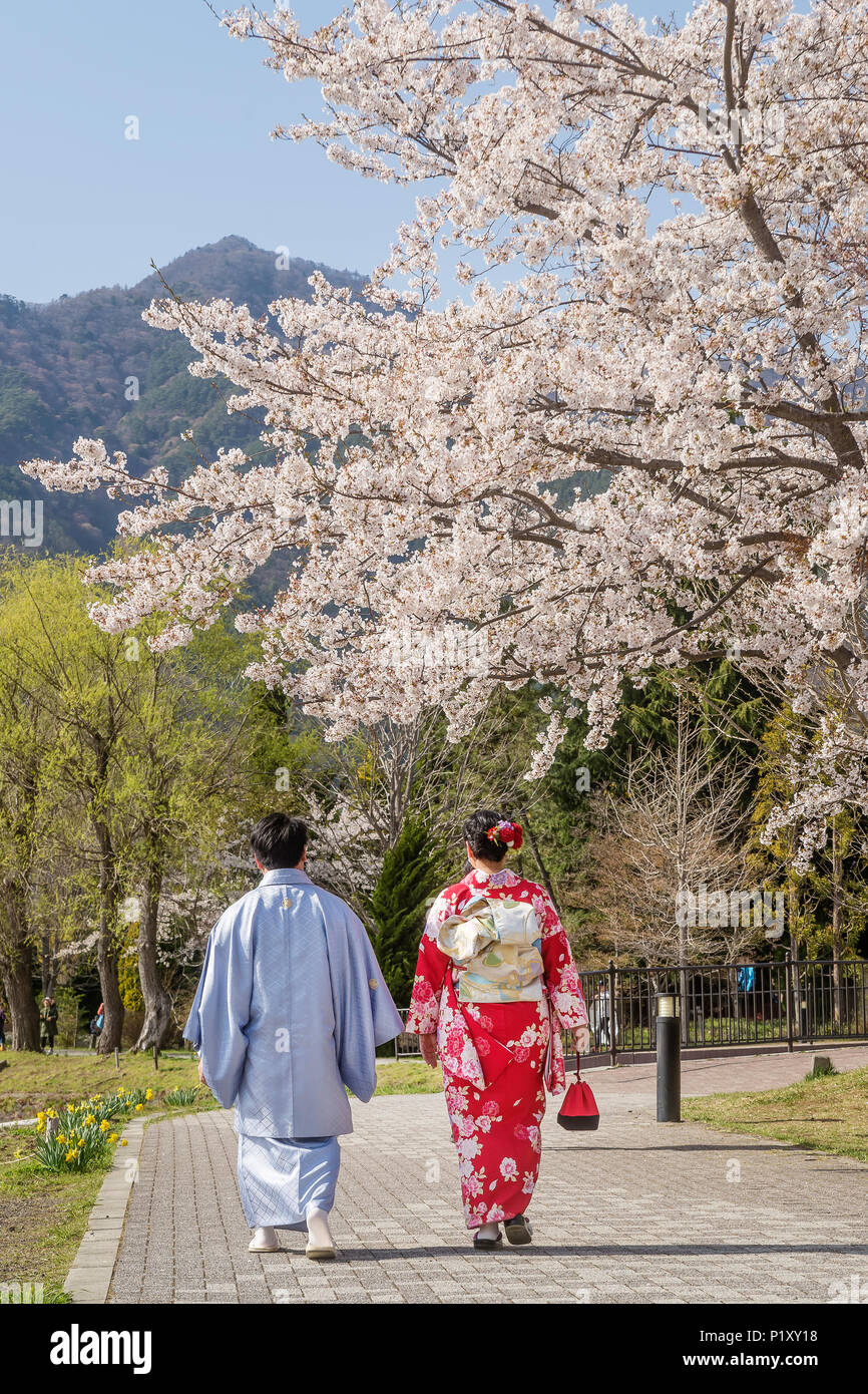 Japanese couple in traditional clothes stroll under flowering trees ...