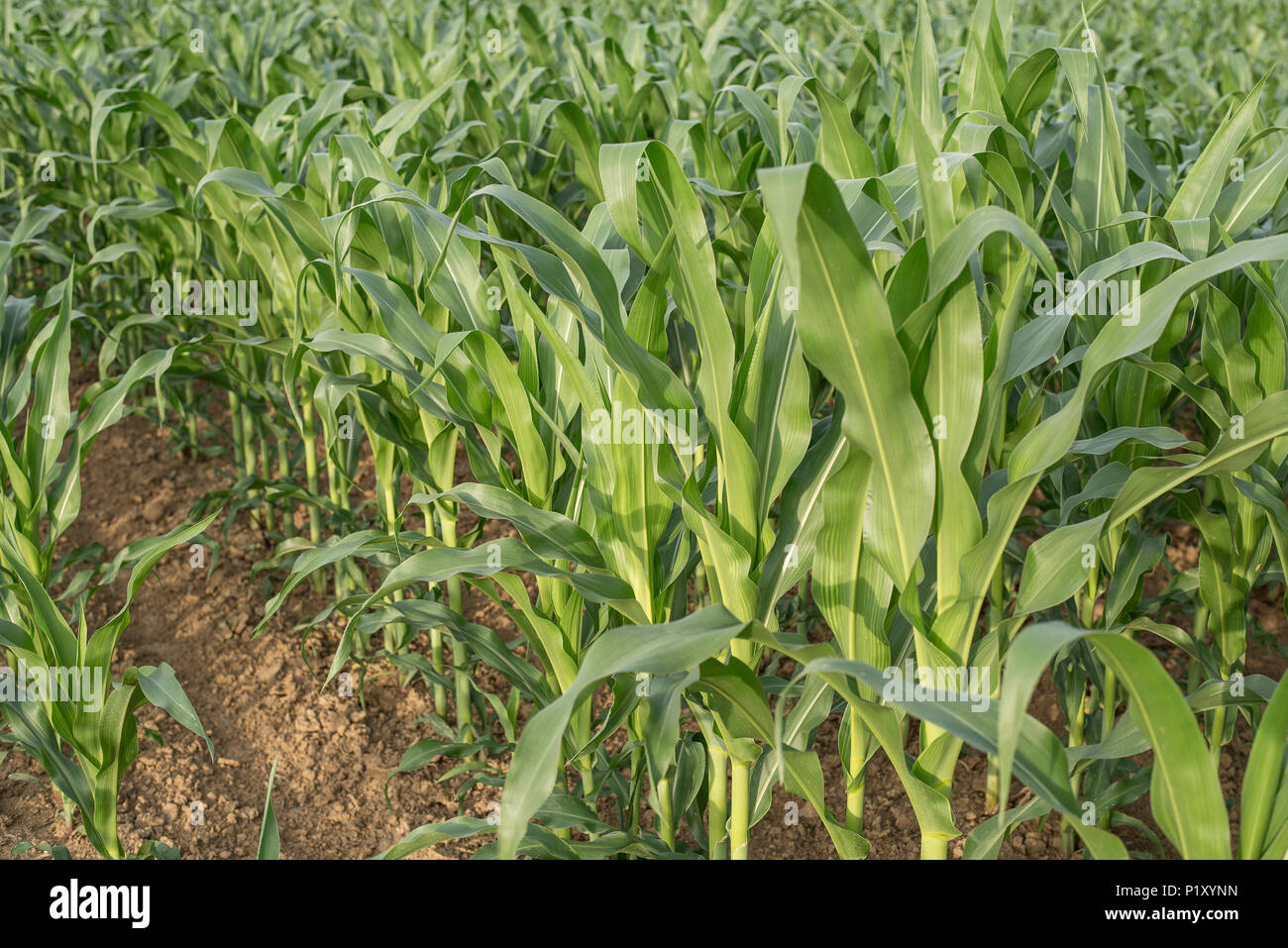 Early sweetcorn crop hi-res stock photography and images - Alamy