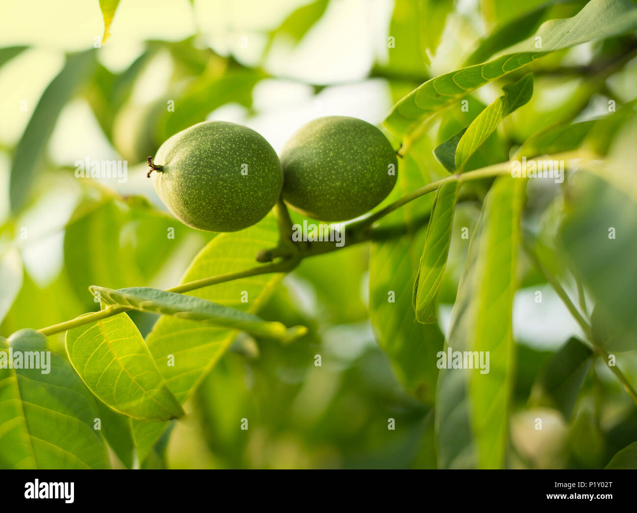 Green walnuts on the tree in early summer Stock Photo - Alamy