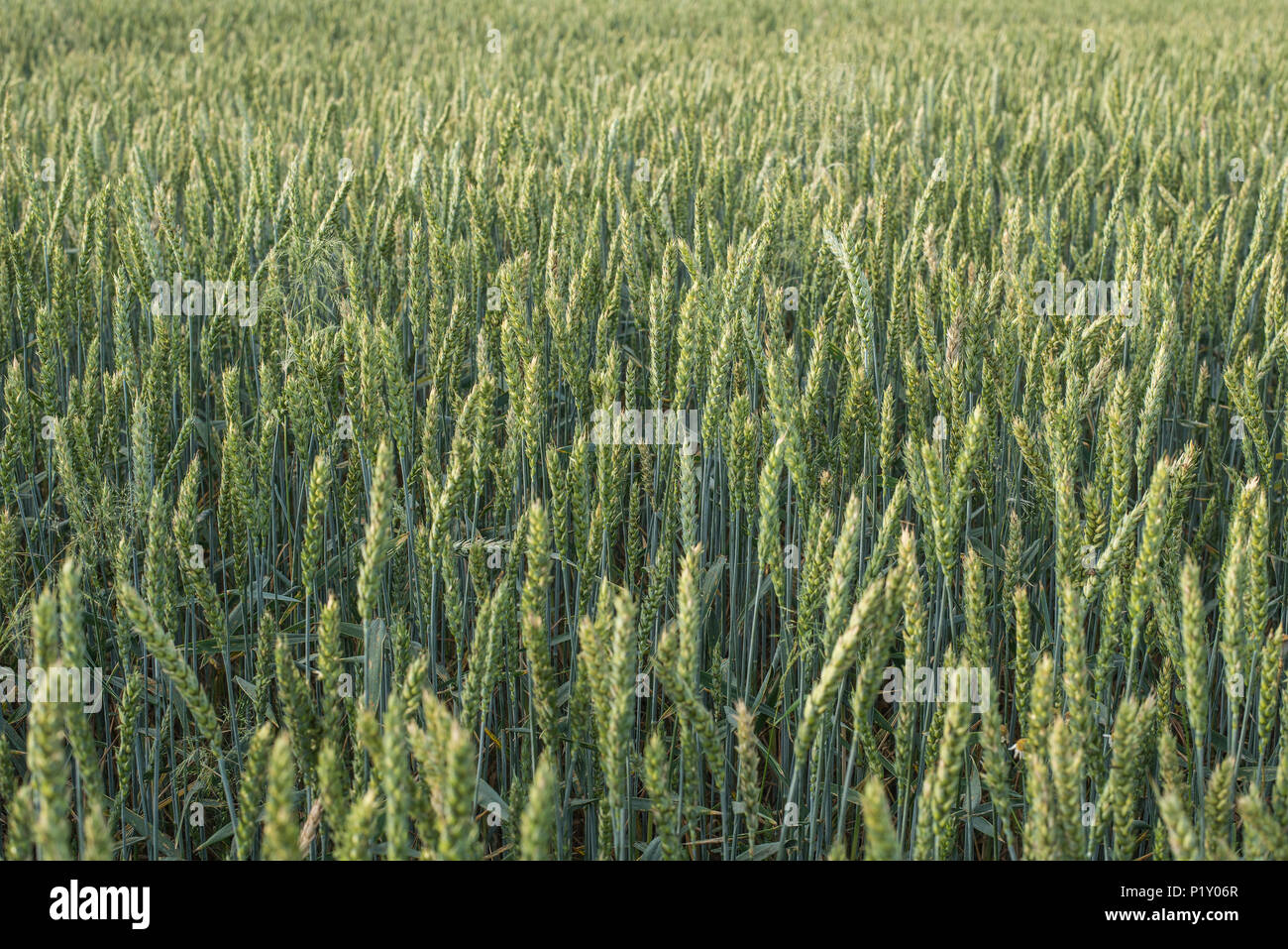 Early grain harvesting hi-res stock photography and images - Alamy