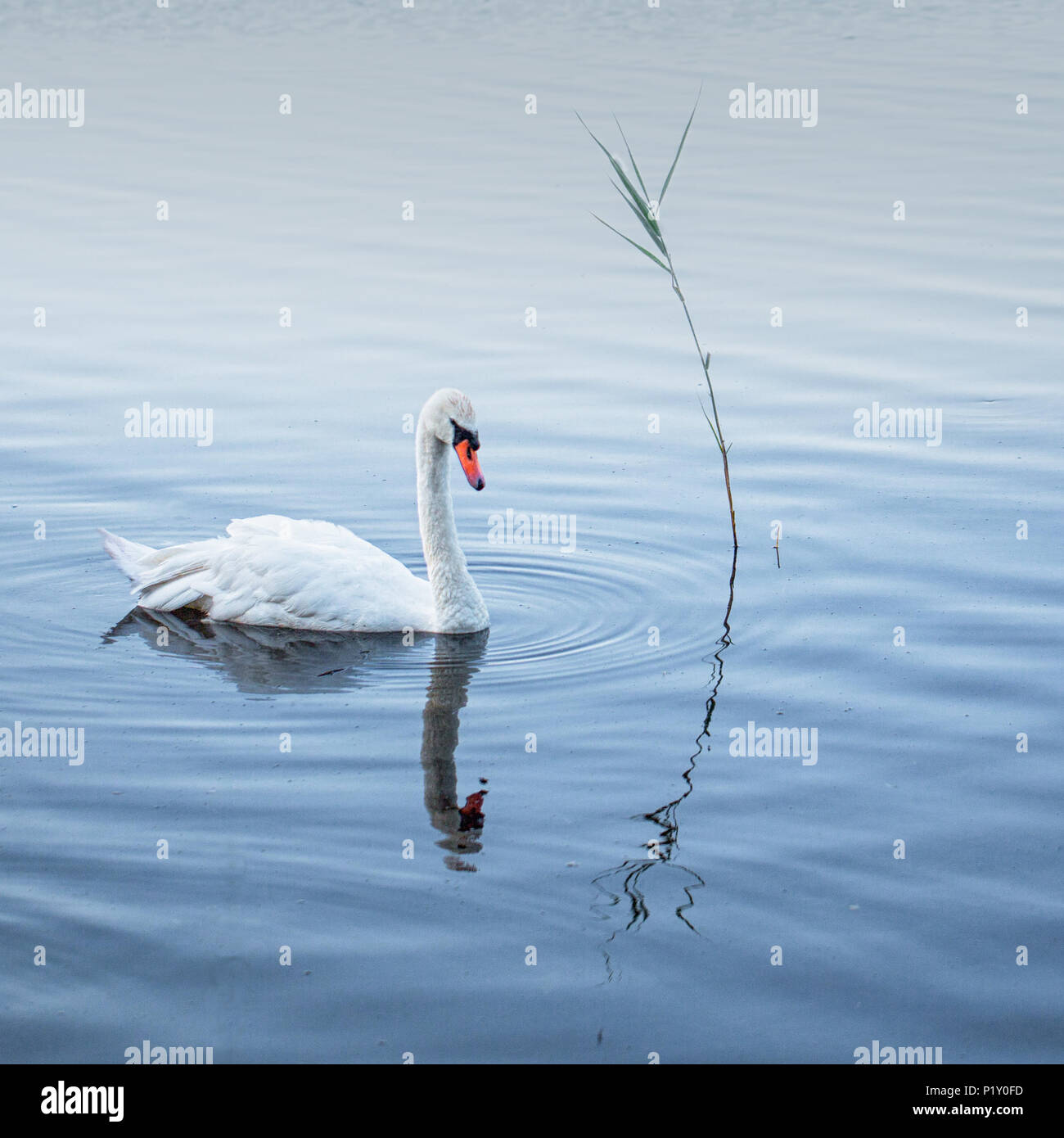 Graceful swan hi-res stock photography and images - Alamy