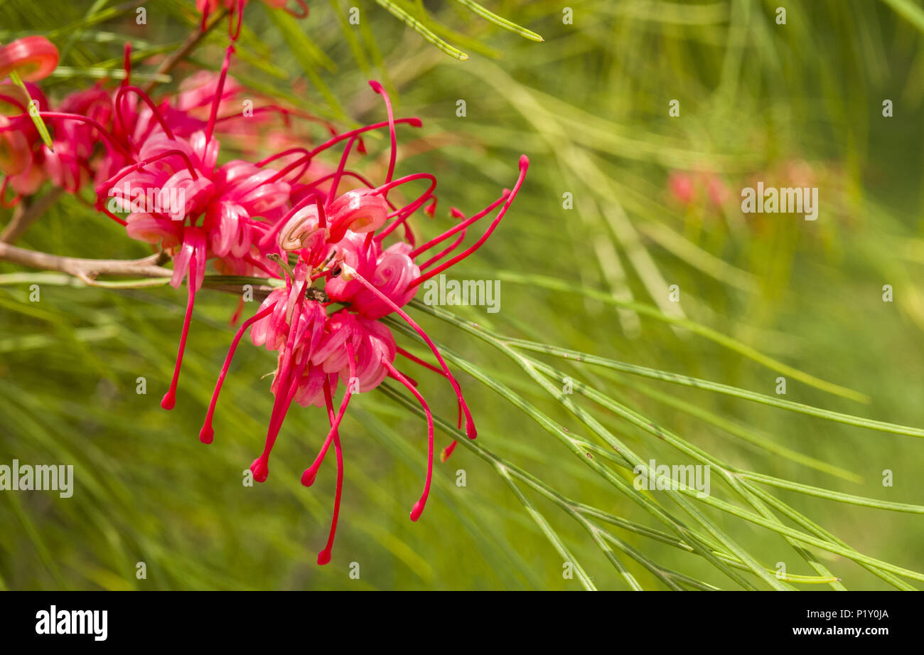 Sumah hi-res stock photography and images - Alamy