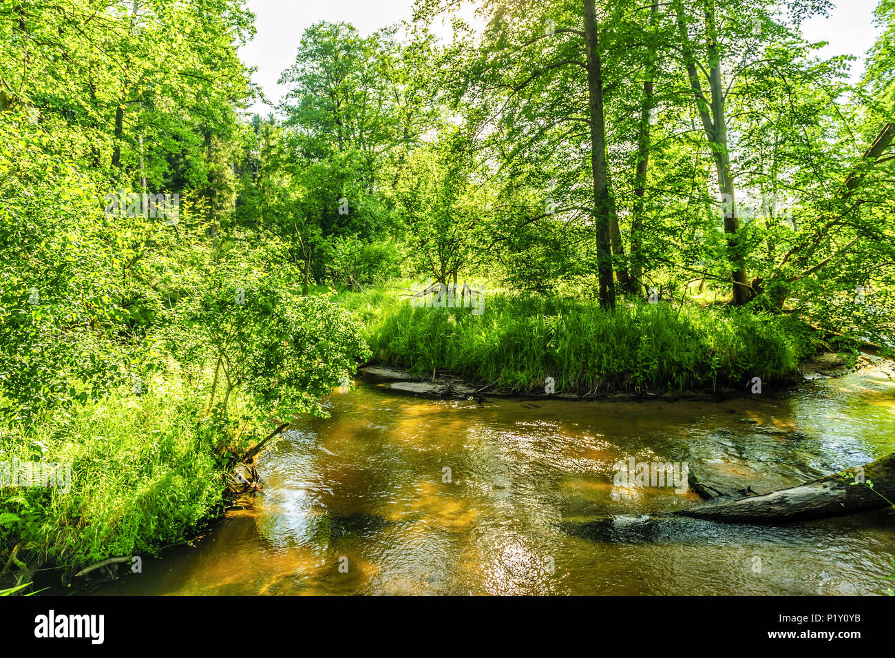Picturesque bend of the river in the forest Stock Photo - Alamy