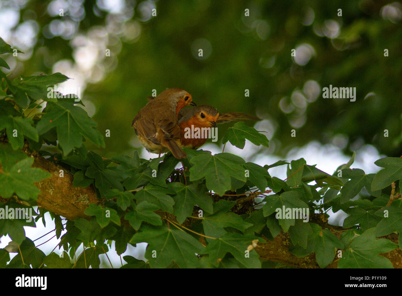 Pair of robins hi-res stock photography and images - Alamy