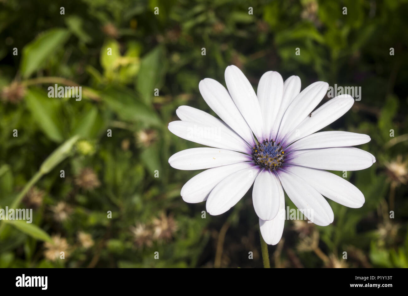 Turkish flowers in Spring Stock Photo - Alamy