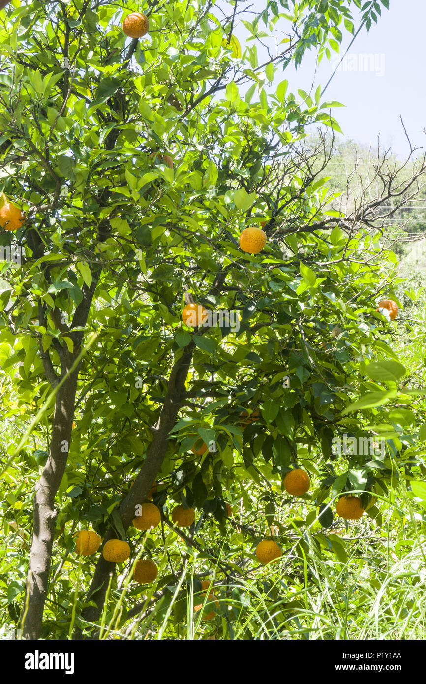 Wild orange tree Stock Photo - Alamy